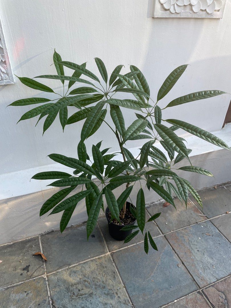Schefflera albido bracteata, Furniture & Home Living, Gardening, Plants ...