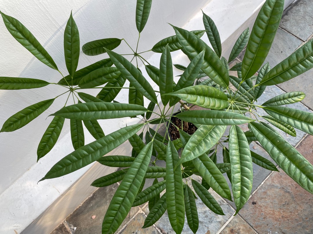 Schefflera albido bracteata, Furniture & Home Living, Gardening, Plants ...
