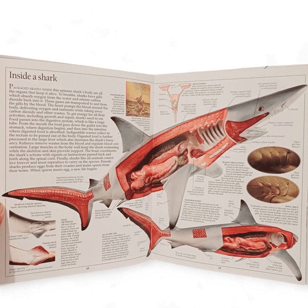 Shark Eyewitness Guides by Dorling Kindersley (Hardcover), Hobbies ...