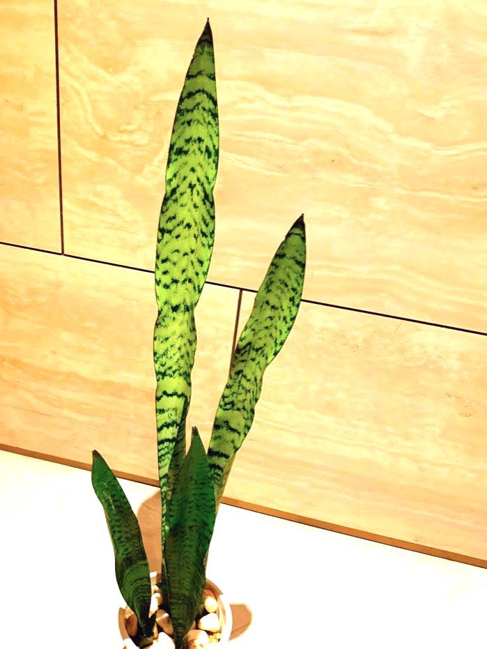 2 feet tall) Snake plant in pot 兩尺高) 虎尾蘭/虎皮蘭, 傢俬＆家居, 園藝, 植物及種子 - Carousell