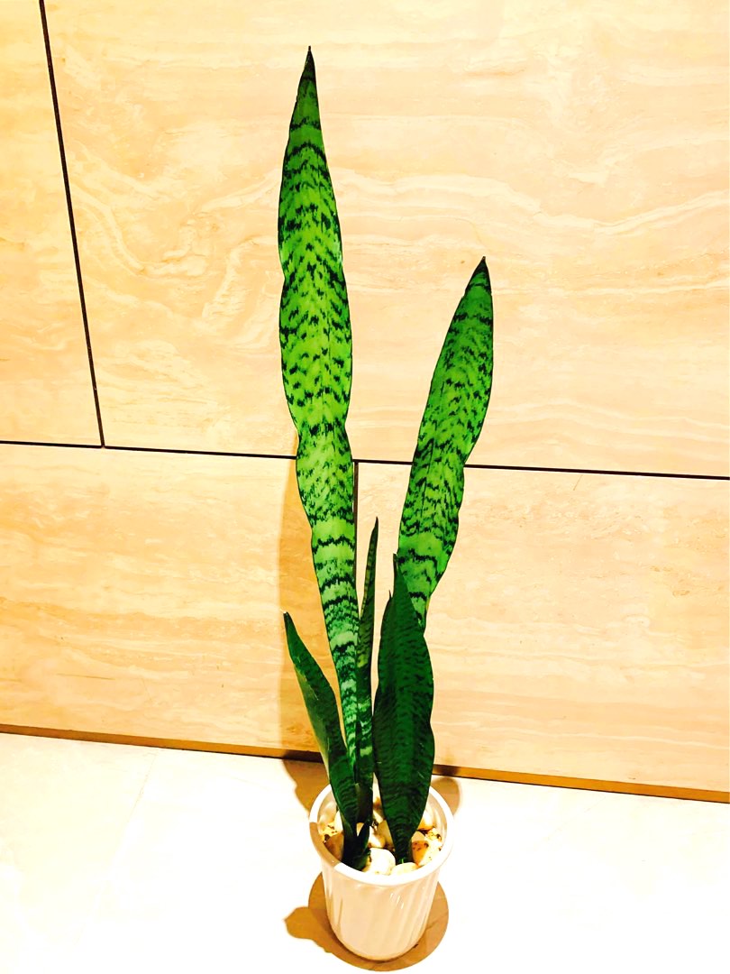 2 feet tall) Snake plant in pot 兩尺高) 虎尾蘭/虎皮蘭, 傢俬＆家居, 園藝, 植物及種子 - Carousell