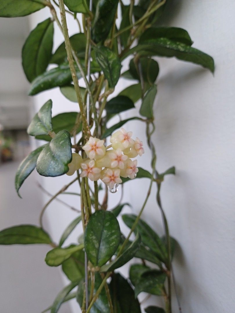 Blooming Hoya plant - hoya crassipetiolata splash - hang plant - gift ...