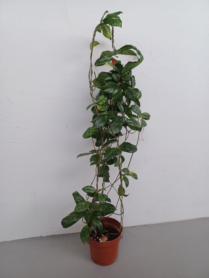 Blooming Hoya plant - hoya crassipetiolata splash - hang plant - gift ...