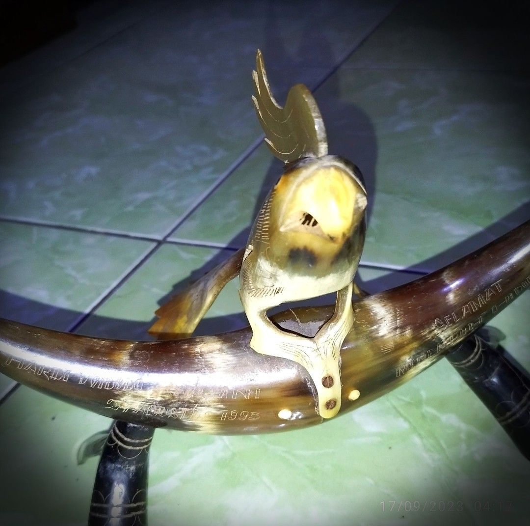 Pajangan burung kakaktua kerang mutiara berdiri di tanduk kerbau asli ...