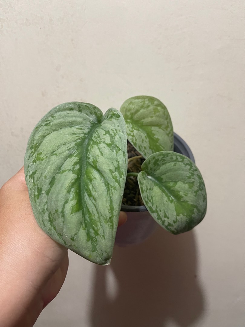 Scindapsus Silver Cloud/ Sumatera, Furniture & Home Living, Gardening ...