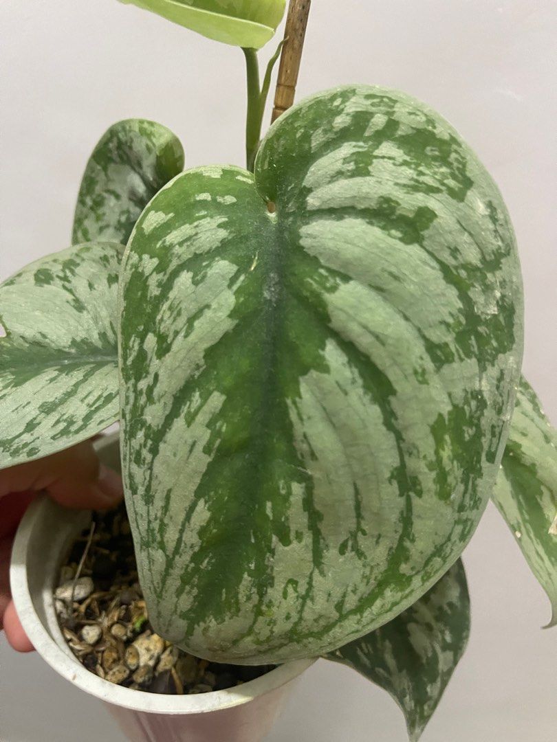 Scindapsus Silver Cloud/ Sumatera, Furniture & Home Living, Gardening ...