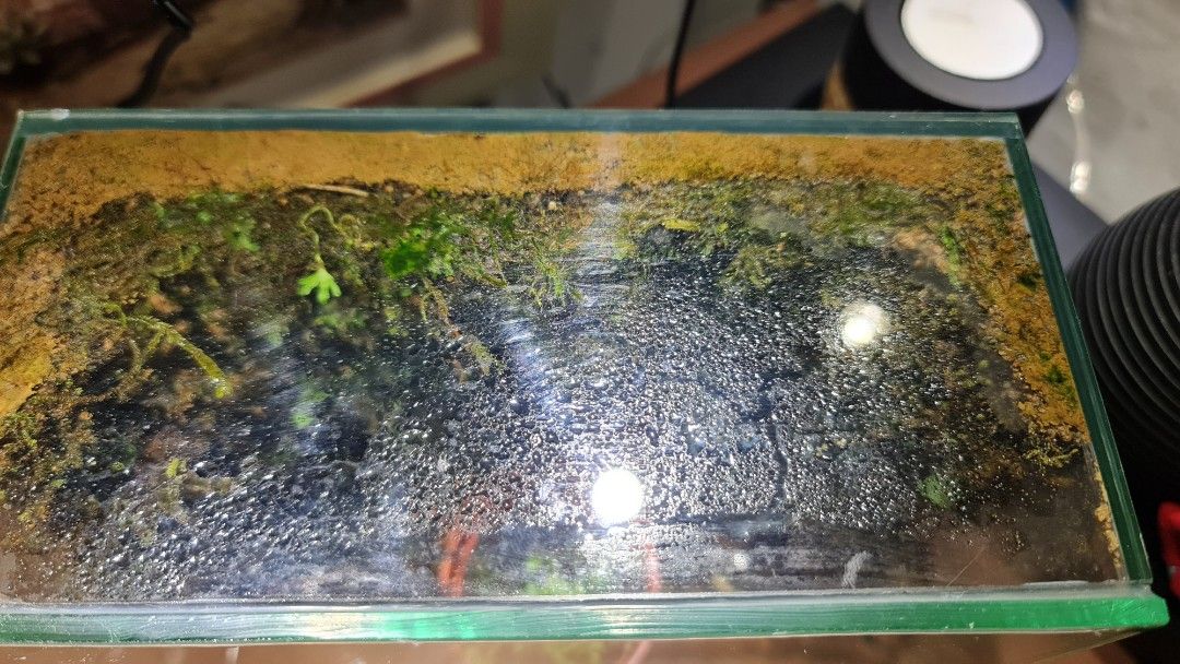 Terrarium/Paludarium Wall. Cube, Furniture & Home Living, Gardening ...