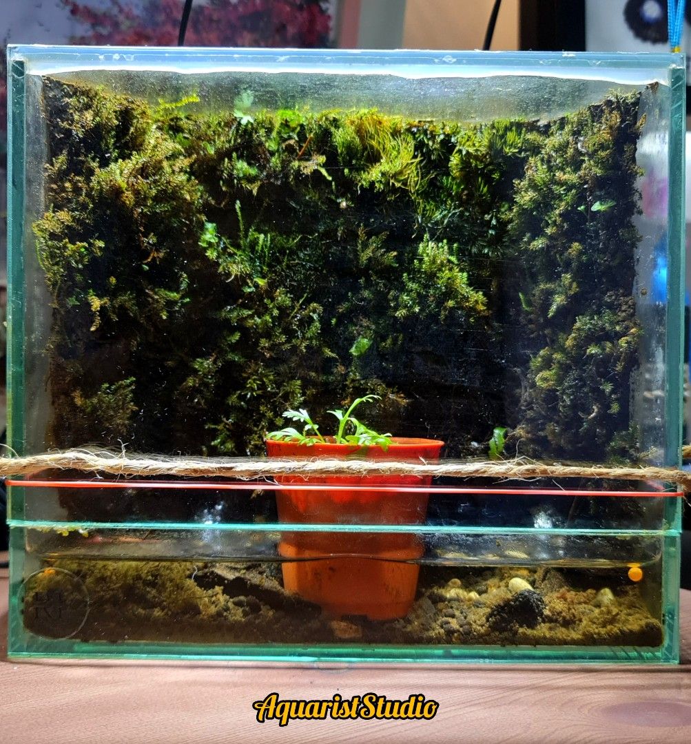 Terrarium/Paludarium Wall. Cube, Furniture & Home Living, Gardening ...