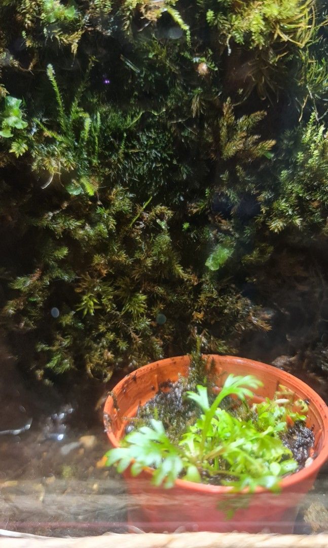 Terrarium/Paludarium Wall. Cube, Furniture & Home Living, Gardening ...