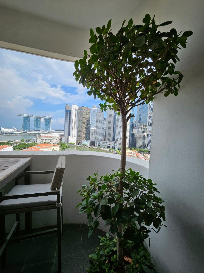 Three /3 Layered Ficus Microcarpa/ Tall /Large Plant/Low Maintenance ...