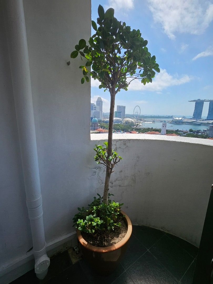 Three /3 Layered Ficus Microcarpa/ Tall /Large Plant/Low Maintenance ...