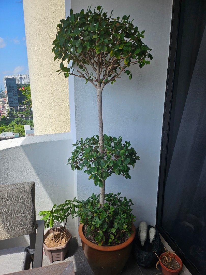 Three /3 Layered Ficus Microcarpa/ Tall /Large Plant/Low Maintenance ...