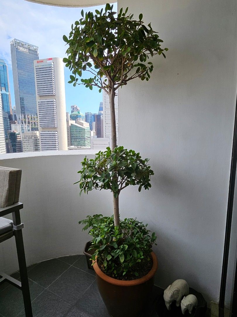 Three /3 Layered Ficus Microcarpa/ Tall /Large Plant/Low Maintenance, Furniture & Home Living ...