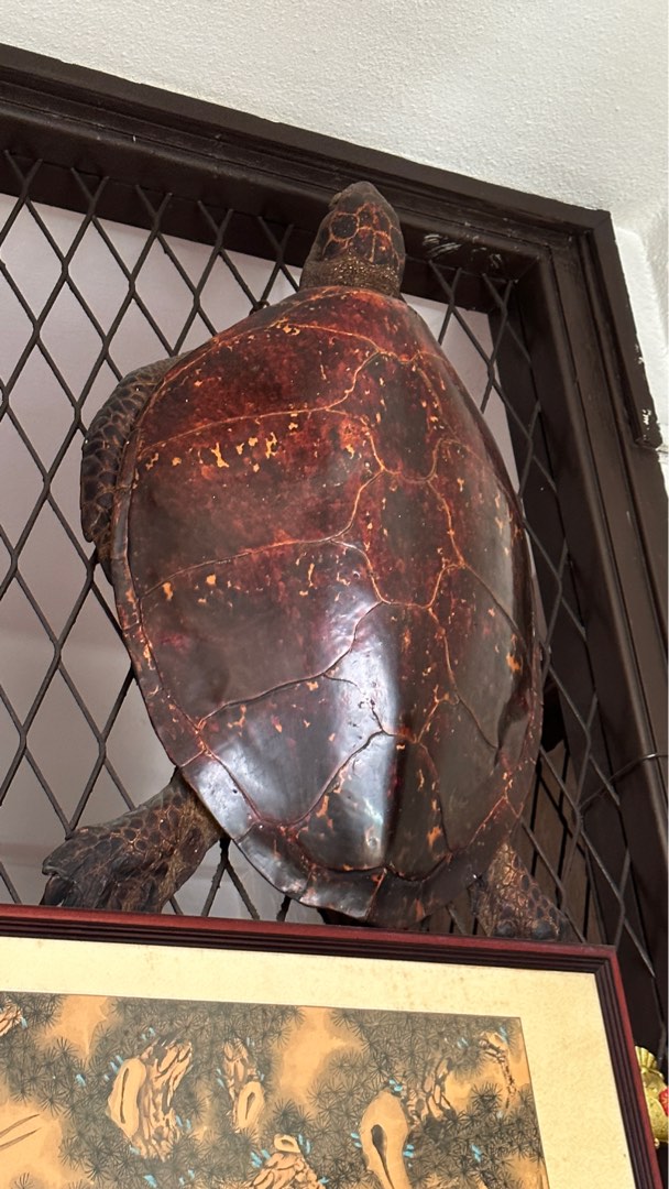 Ancient Turtle replica, Hobbies & Toys, Memorabilia & Collectibles ...