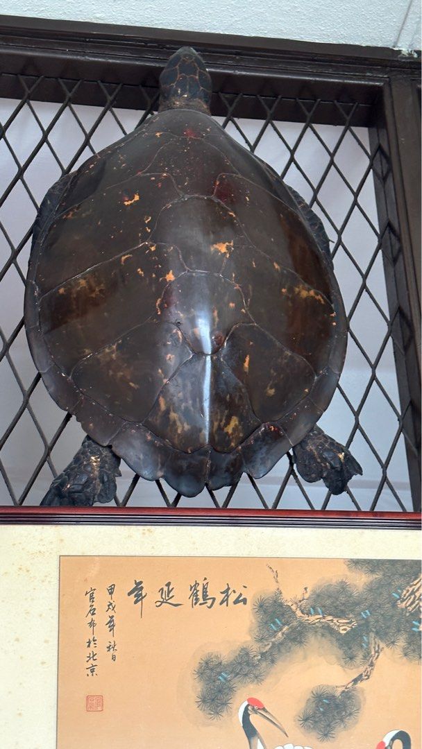 Ancient Turtle replica, Hobbies & Toys, Memorabilia & Collectibles ...