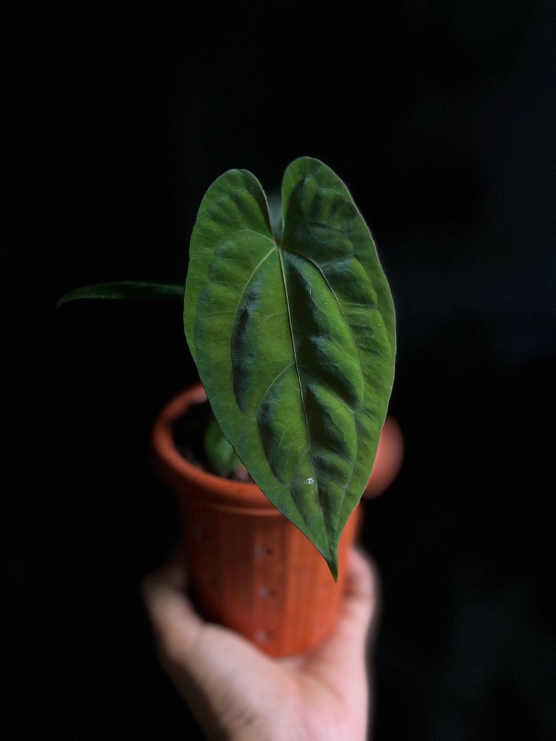 Anthurium Goliath x Papillilaminum X-one, Furniture & Home Living ...