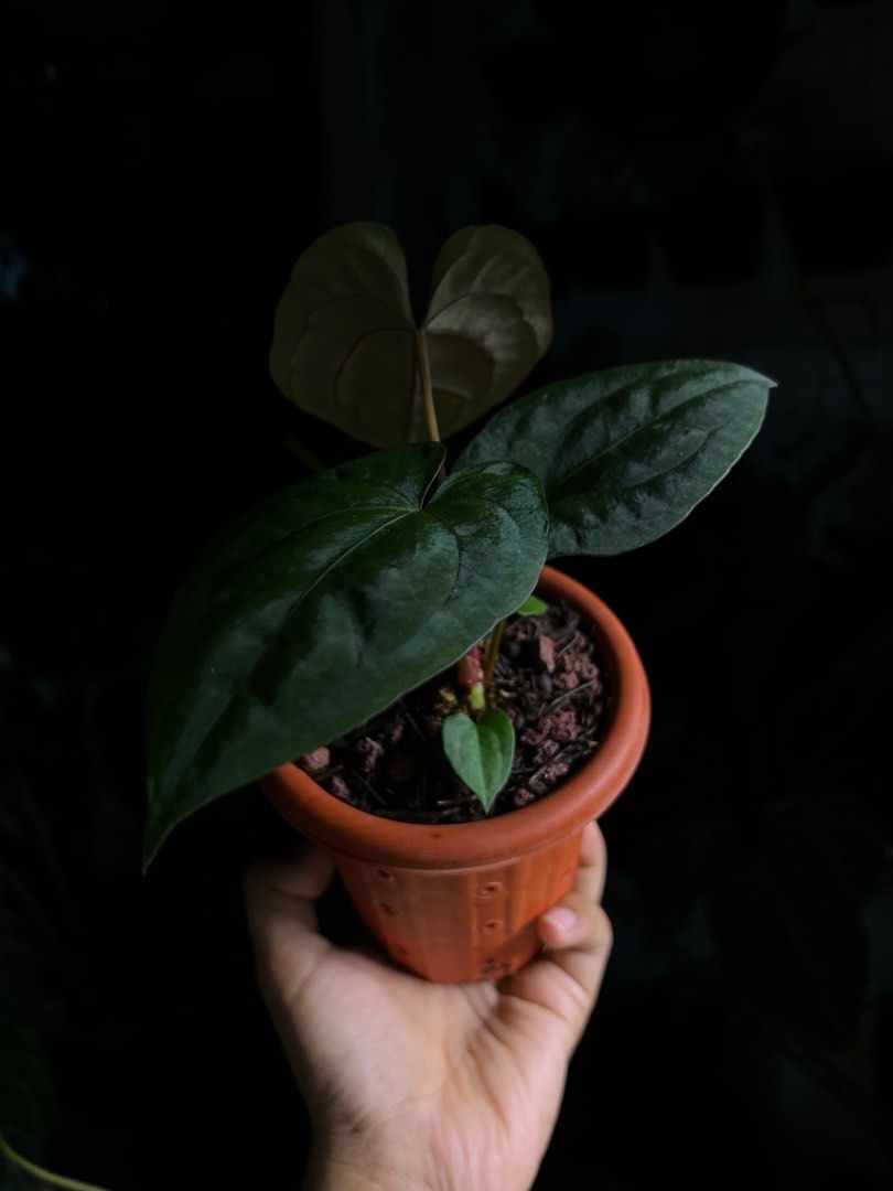Anthurium Goliath x Papillilaminum X-one, Furniture & Home Living ...
