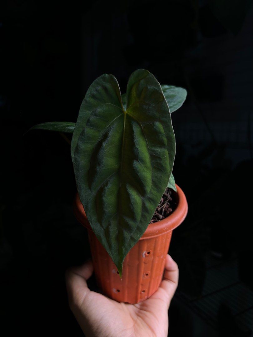Anthurium Goliath x Papillilaminum X-one, Furniture & Home Living ...