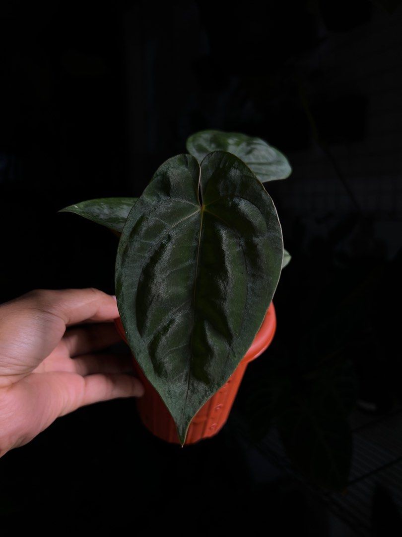 Anthurium Goliath x Papillilaminum X-one, Furniture & Home Living ...
