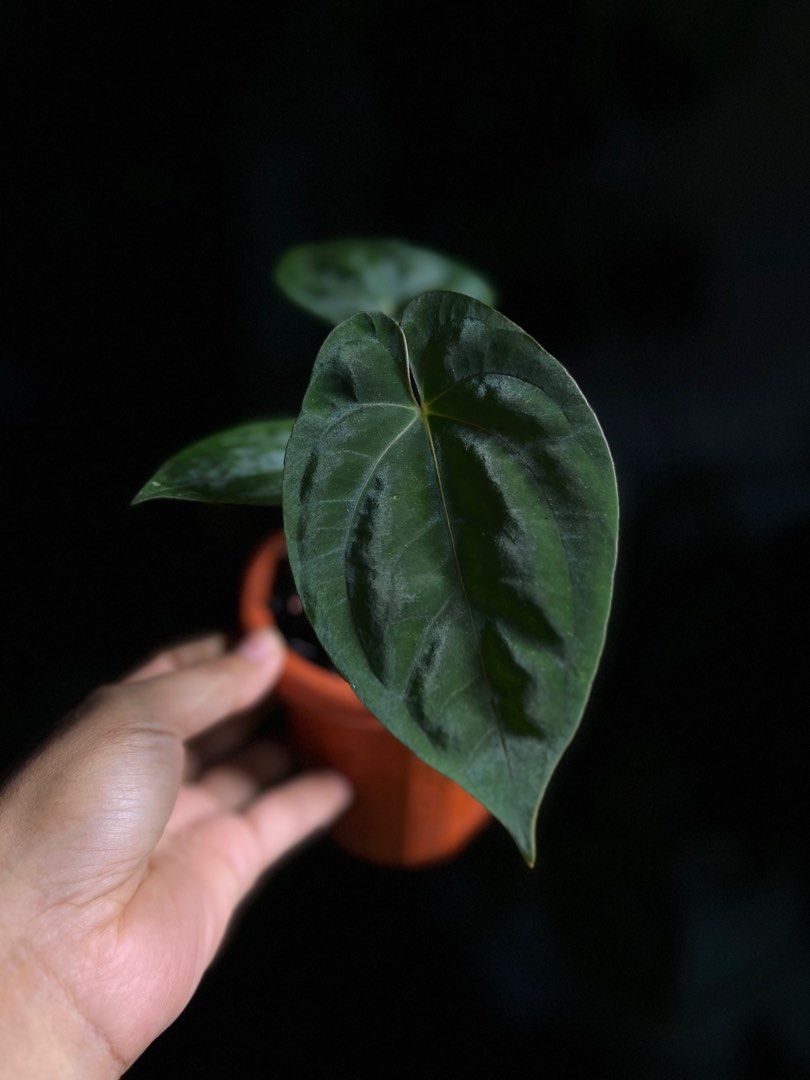 Anthurium Goliath x Papillilaminum X-one, Furniture & Home Living ...