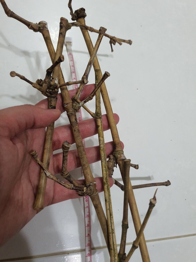 Buluh tumpat bercabang asli, Everything Else on Carousell