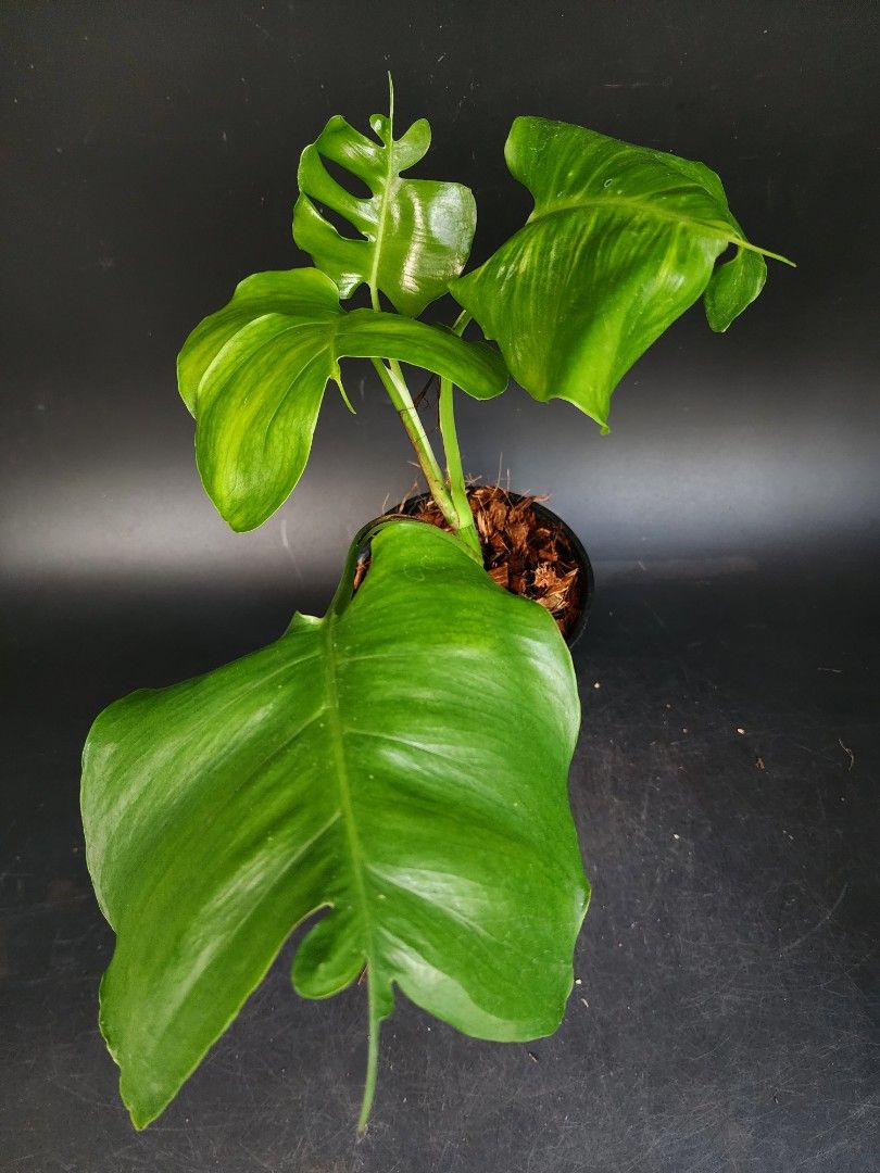 Epipremnum skeleton key, Furniture & Home Living, Gardening, Plants ...