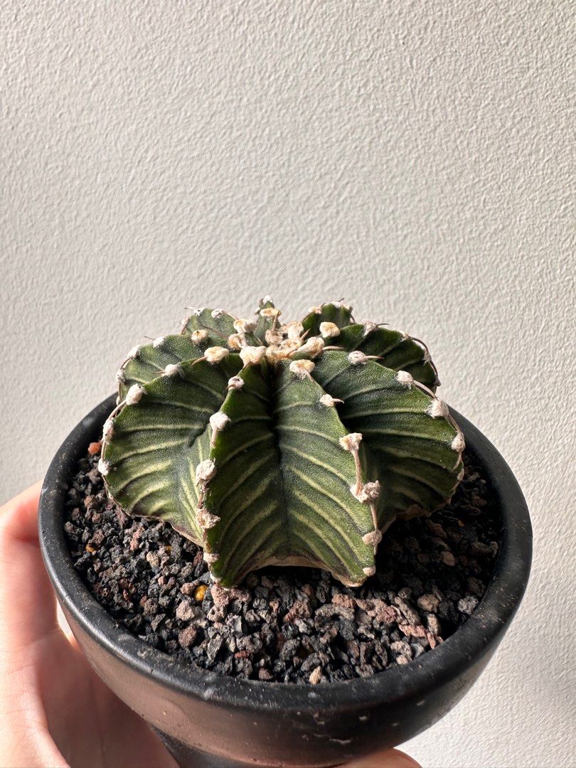 肋骨牡丹（Gymnocalycium stenopleurum var. ）, Furniture & Home Living ...