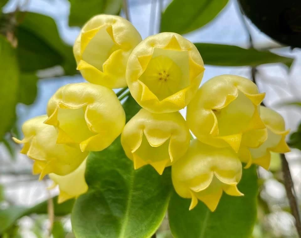 HOYA INFLATA (RARE) - $30, Furniture & Home Living, Gardening, Plants ...