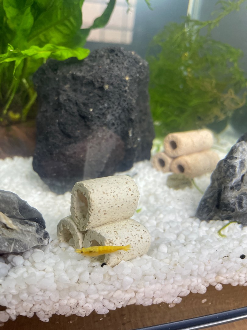Nano Shrimp Bio hide out, Pet Supplies, Homes & Other Pet Accessories ...