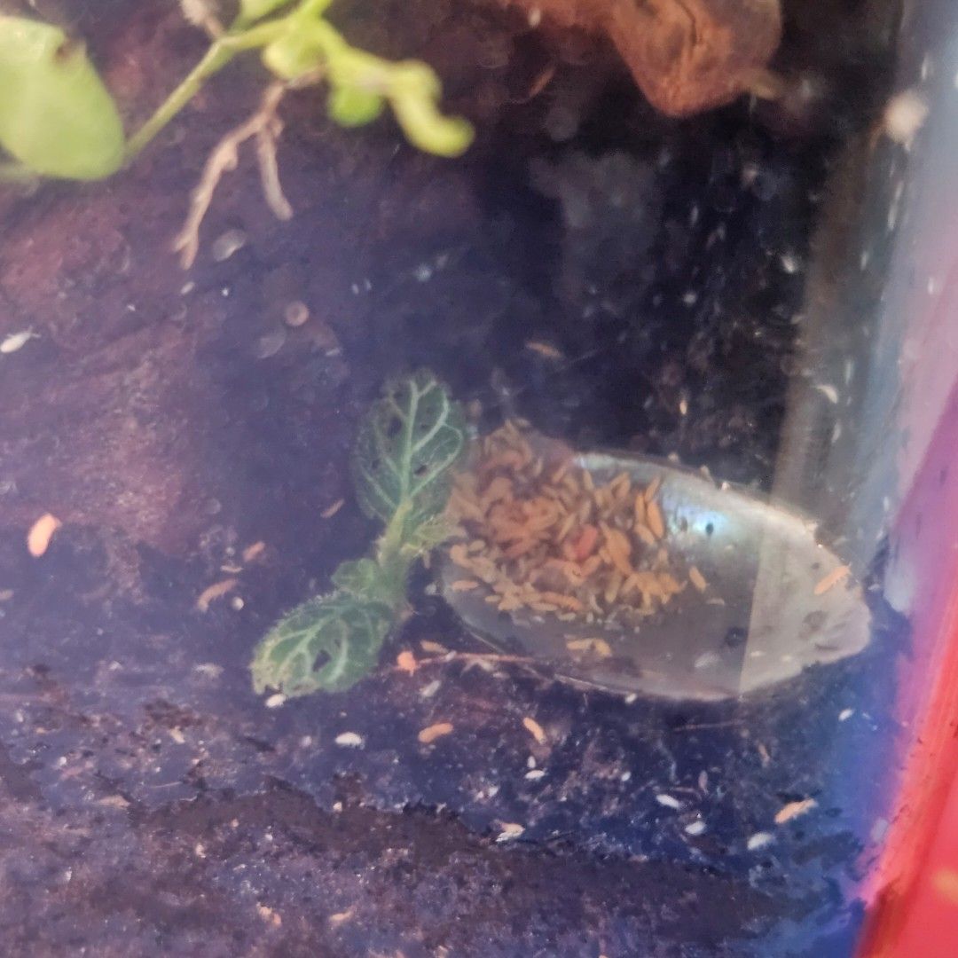 Orange Springtail Isopods, Pet Supplies, Homes & Other Pet Accessories ...