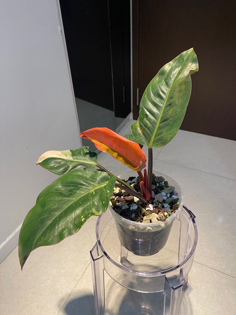 Philodendron red Congo variegated, Furniture & Home Living, Gardening ...