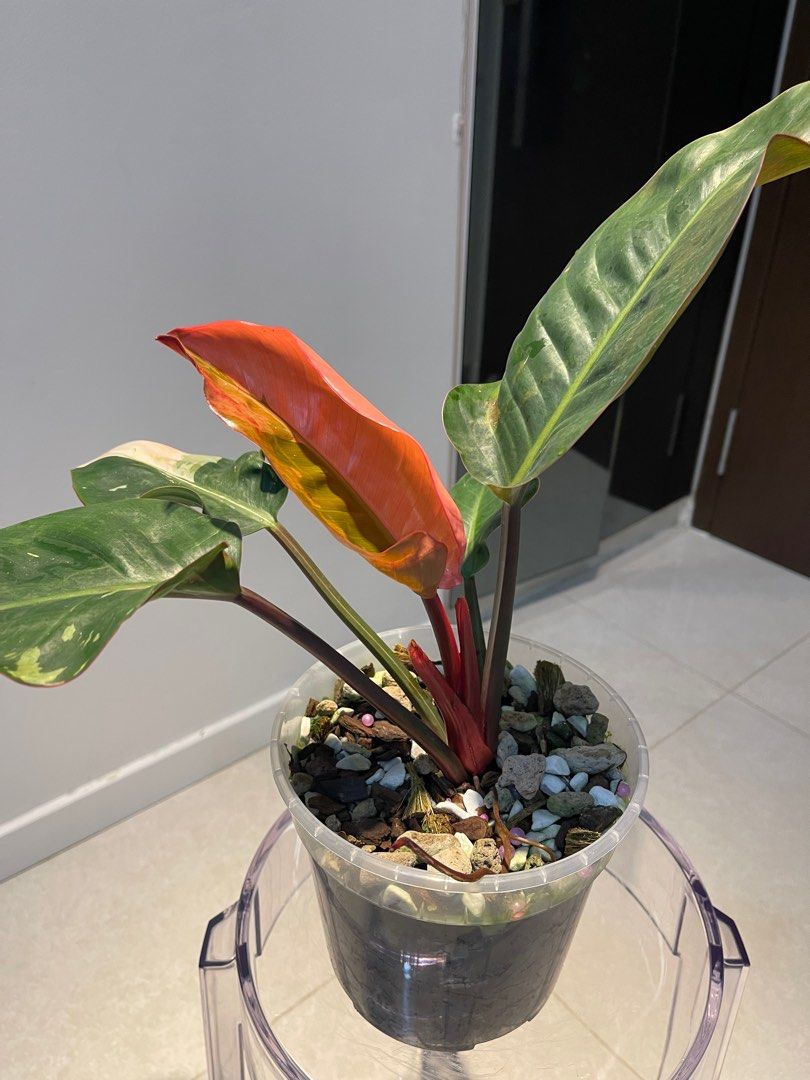 Philodendron red Congo variegated, Furniture & Home Living, Gardening ...