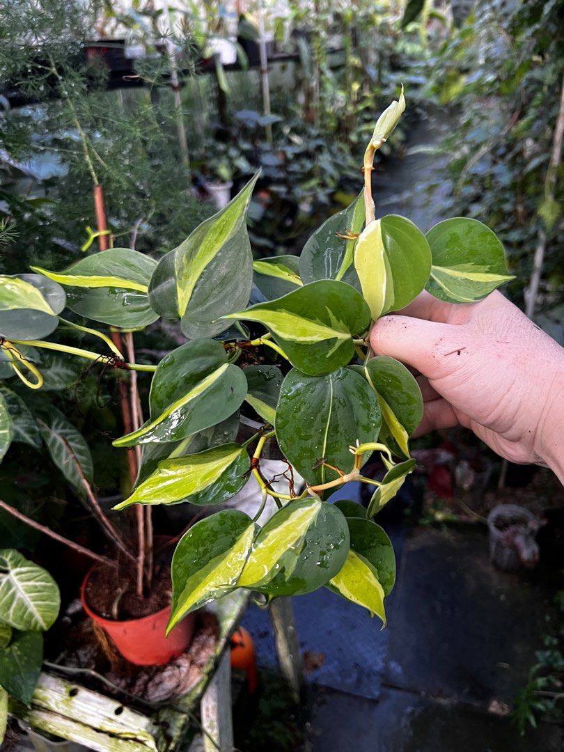 Philodendron Rio, Furniture & Home Living, Gardening, Plants & Seeds on ...