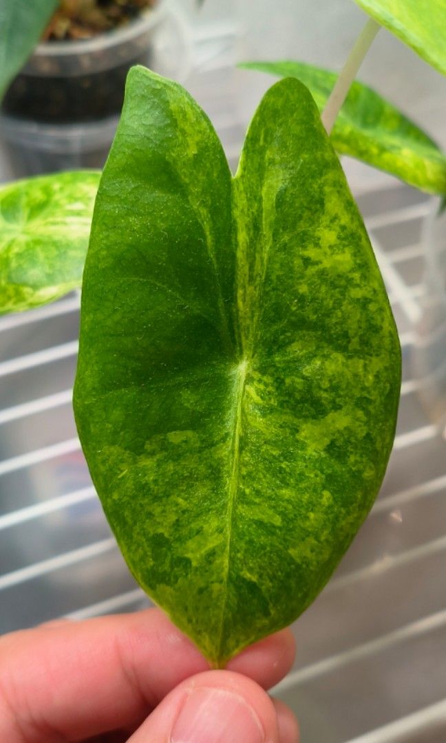 Pink Dragon Variegated, Furniture & Home Living, Gardening, Plants ...