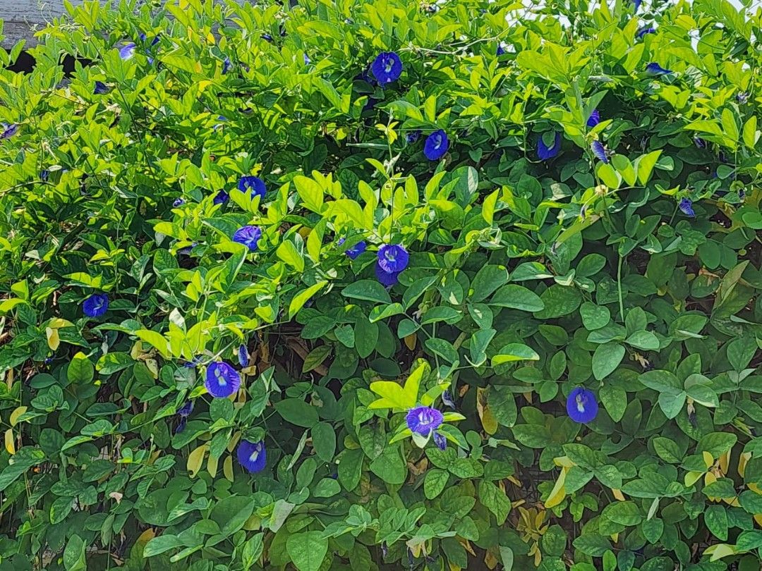 pokok bunga telang biru, Furniture & Home Living, Gardening, Plants ...