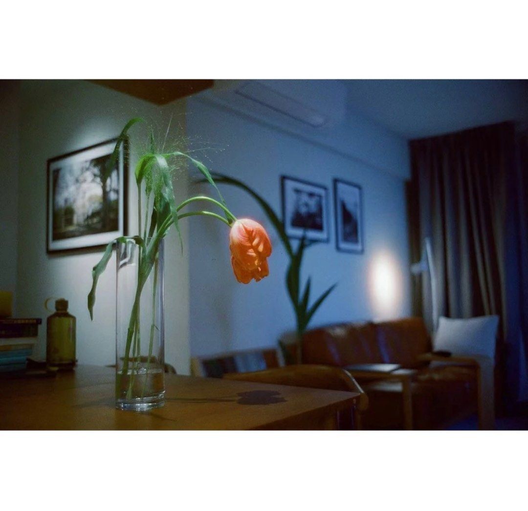 Reflx Lab 800T Tungsten 35mm Color Negative Film, Photography ...