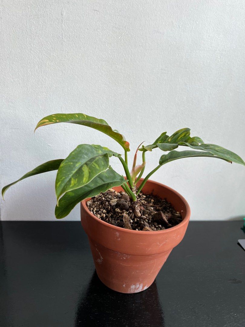 Ring of Fire plant, Furniture & Home Living, Gardening, Plants & Seeds ...