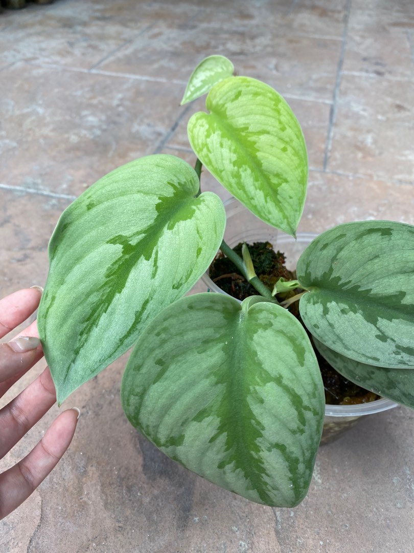 Scindapsus Silver Knight, Furniture & Home Living, Gardening, Plants ...