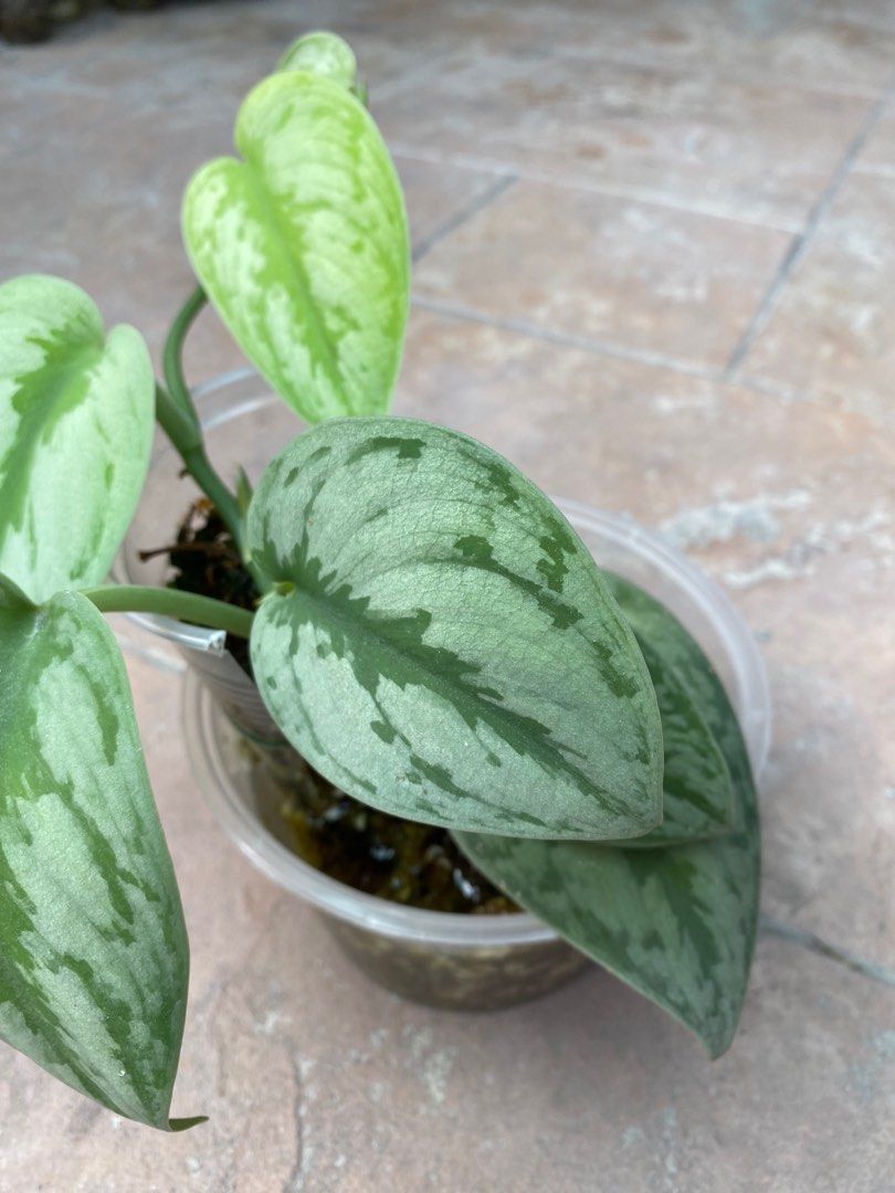 Scindapsus Silver Knight, Furniture & Home Living, Gardening, Plants ...