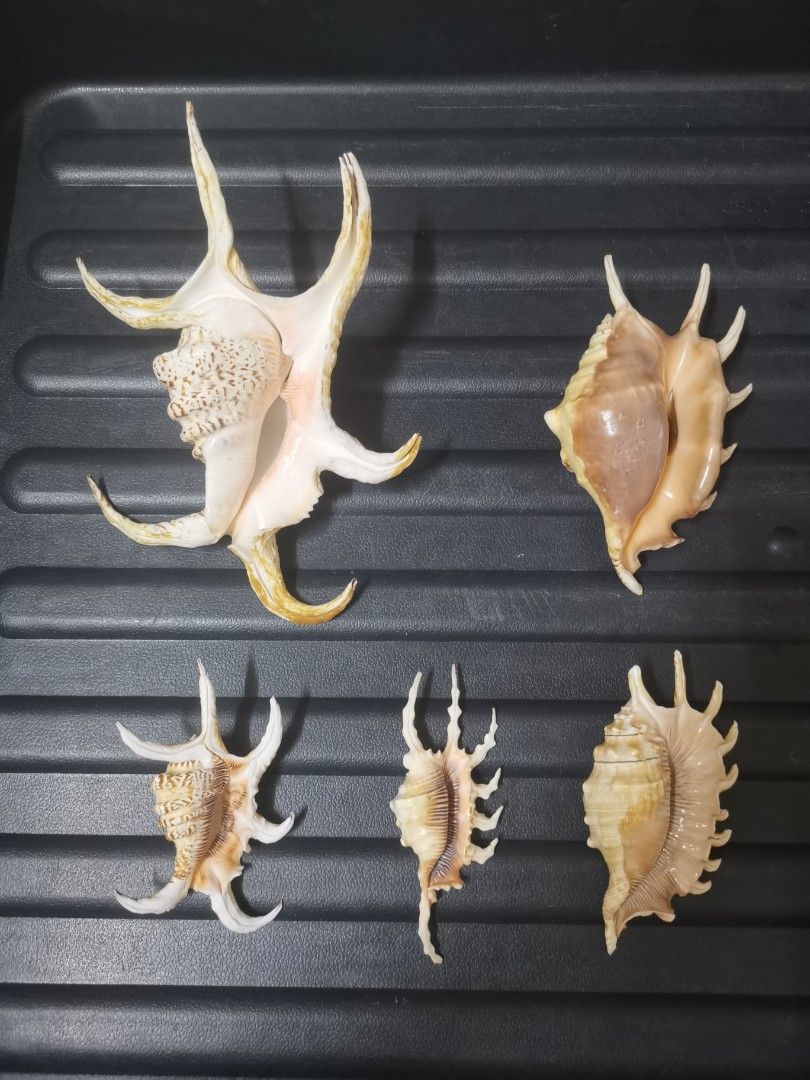 Sea shell, Spider Conch's collection, Hobbies & Toys, Memorabilia ...