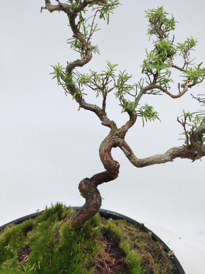 Cucur Atap Baeckea Bonsai, Furniture & Home Living, Gardening, Plants ...