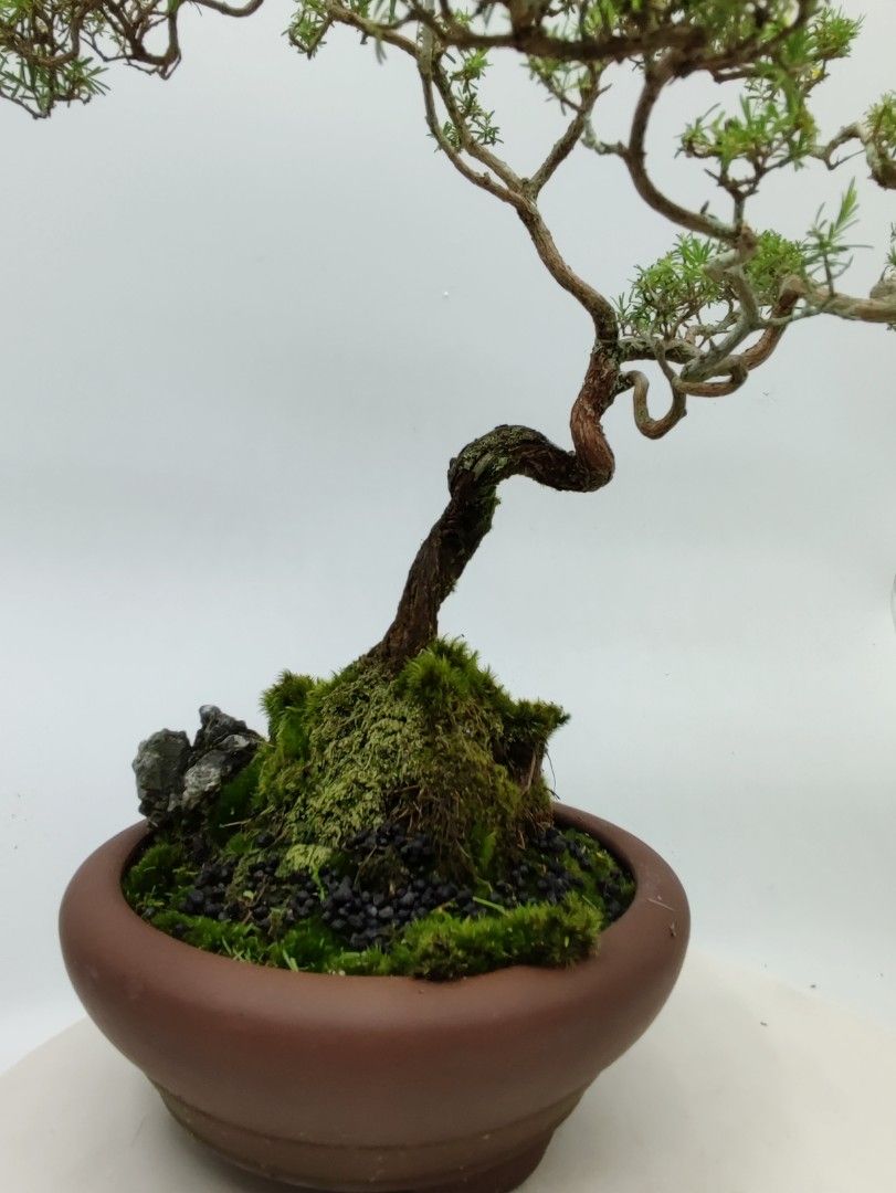 Cucur Atap Baeckea Bonsai, Furniture & Home Living, Gardening, Plants ...