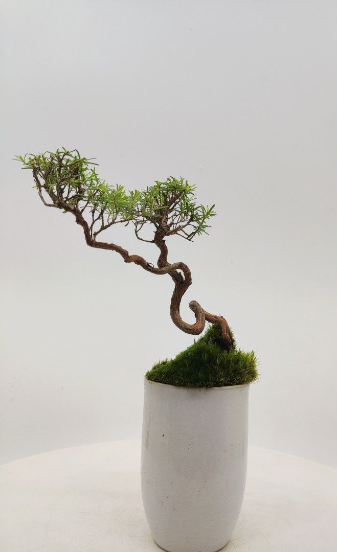 Cucur Atap Baeckea Pine Bonsai, Furniture & Home Living, Gardening ...