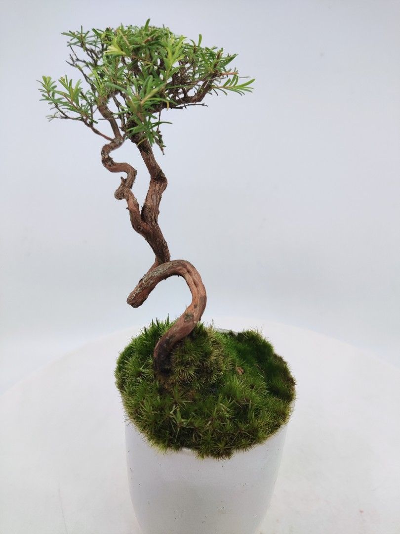 Cucur Atap Baeckea Pine Bonsai, Furniture & Home Living, Gardening ...