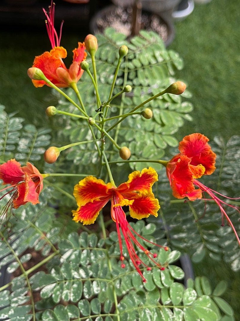 Dwarf Poinciana Variegated Tree / Caesalpinia Pulcherrima, Furniture ...