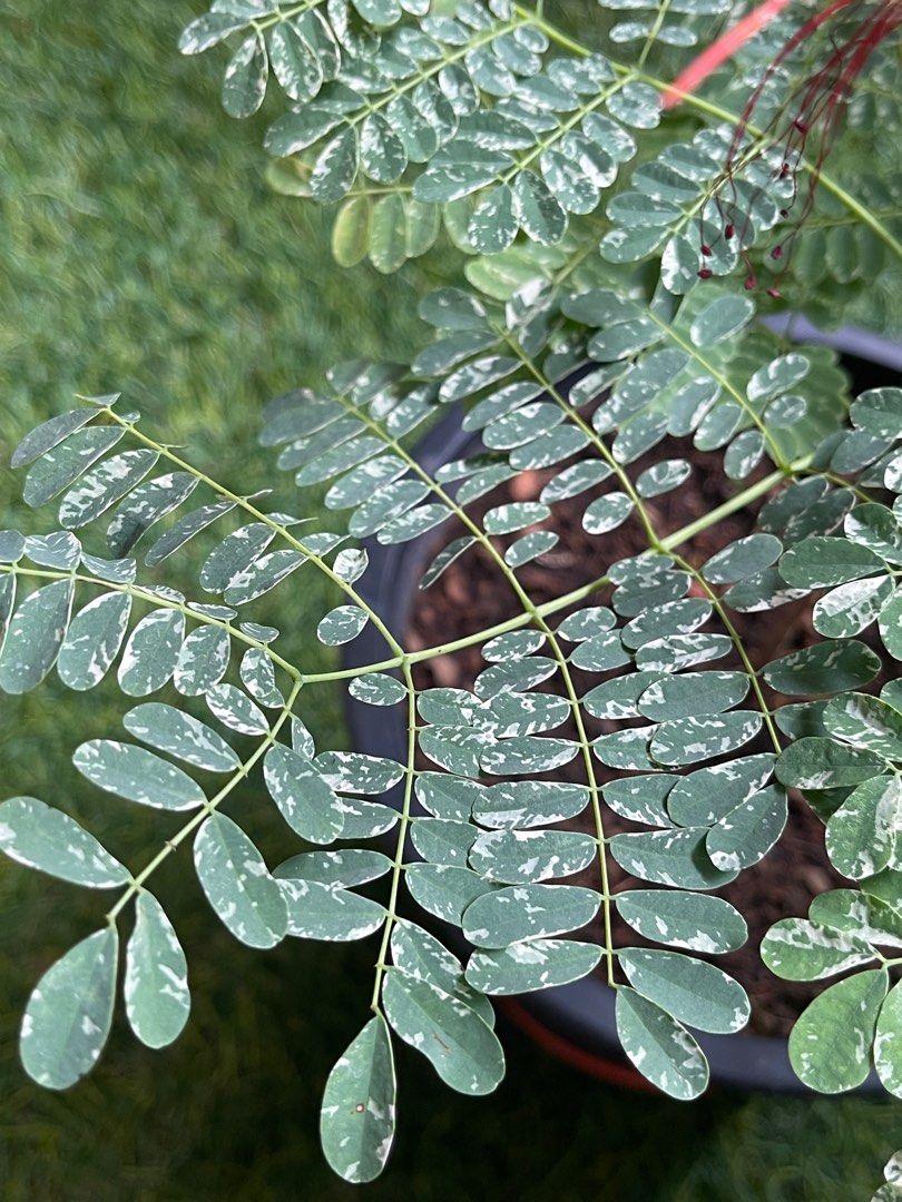 Dwarf Poinciana Variegated Tree / Caesalpinia Pulcherrima, Furniture ...