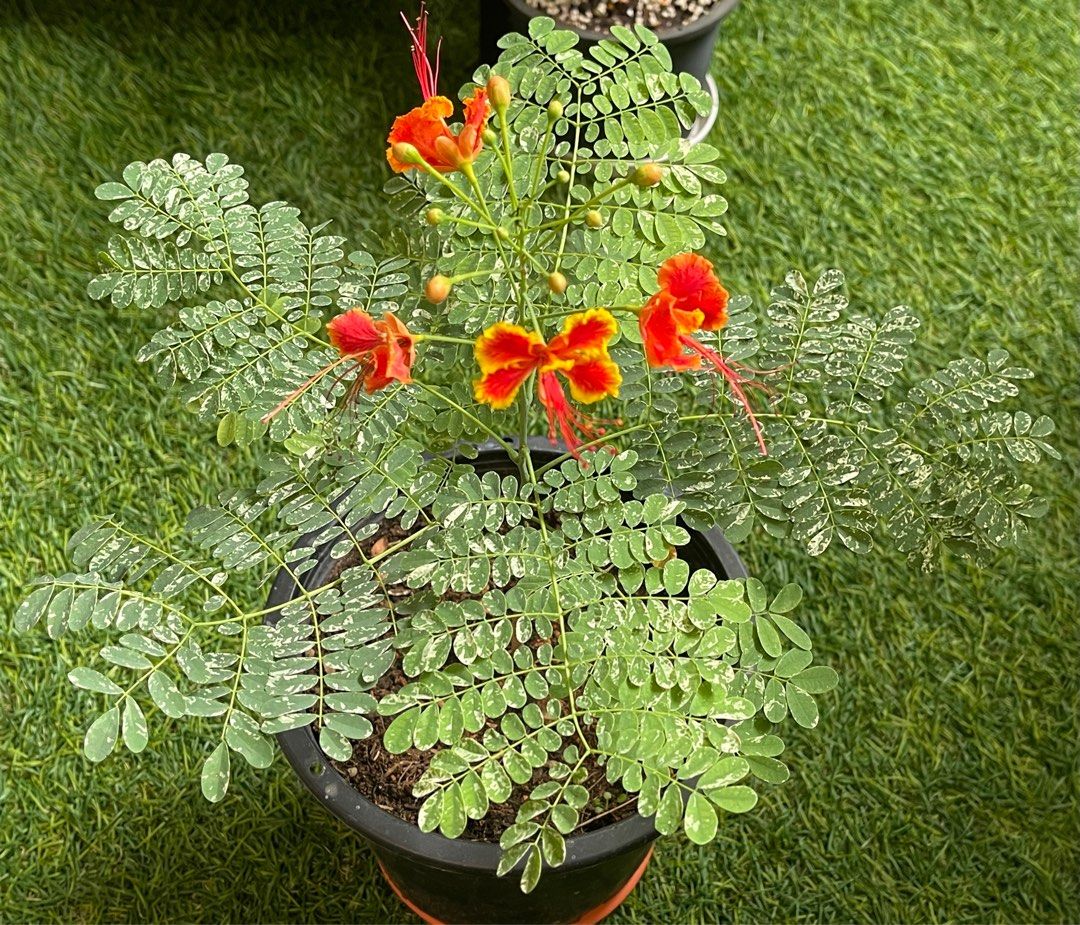 Dwarf Poinciana Variegated Tree / Caesalpinia Pulcherrima, Furniture ...