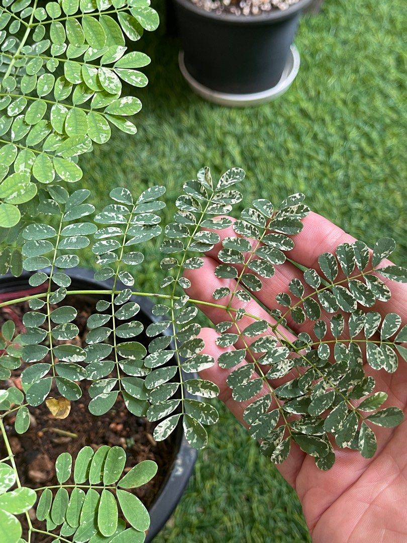 Dwarf Poinciana Variegated Tree / Caesalpinia Pulcherrima, Furniture ...