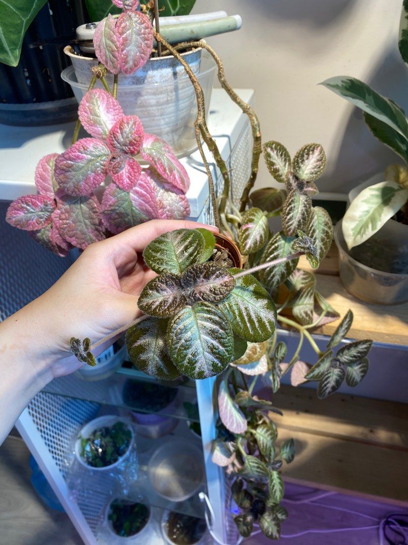 Episcia Cleopatra, Furniture & Home Living, Gardening, Plants & Seeds ...