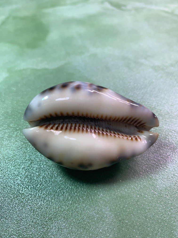 Mauritia histrio cowrie seashell shell specimen, Hobbies & Toys ...